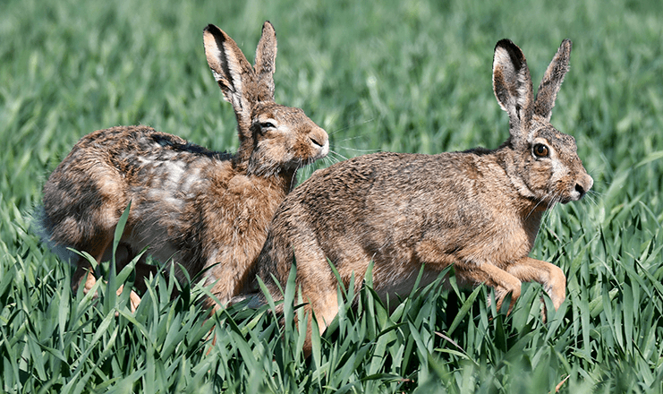 La cantalupa | La cantalupa